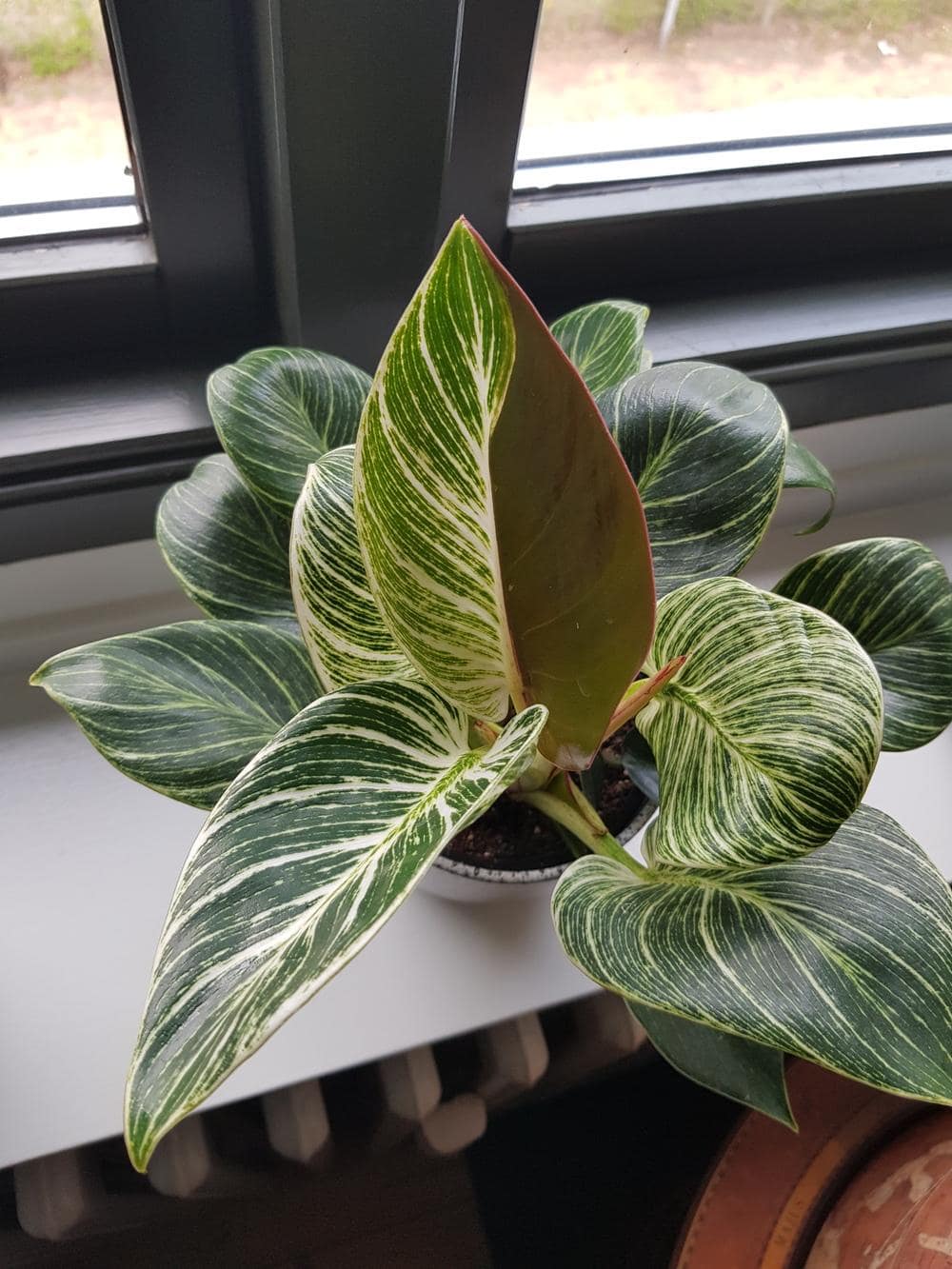 Philodendron Birkin Grow & Care Tips - Philodendron Plant