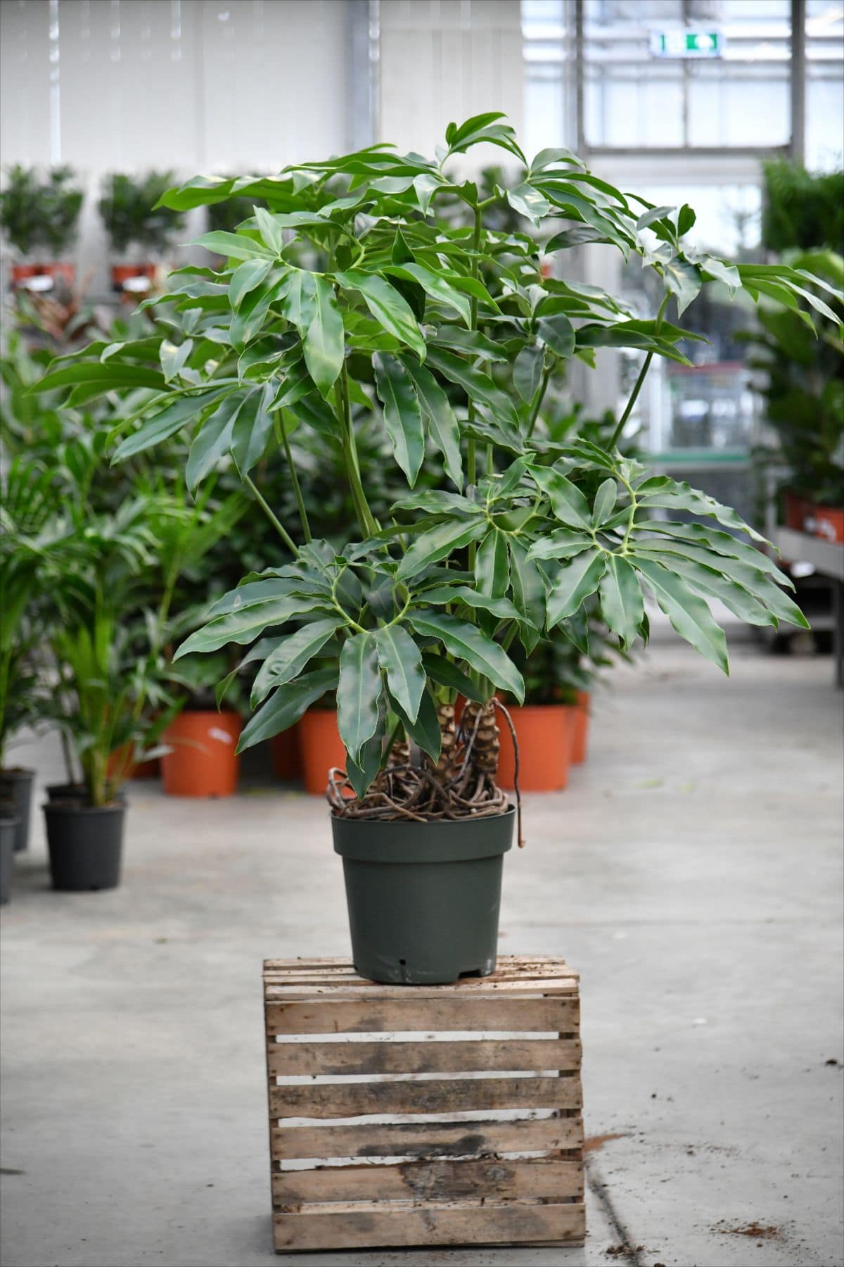 Philodendron Fun Bun Care & Grow Tips - Philodendron Plant